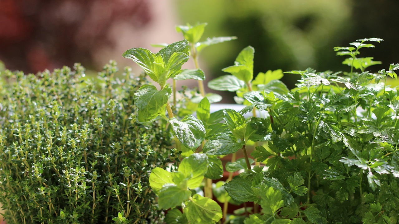 200+ Free Thyme & Nature Photos - Pixabay