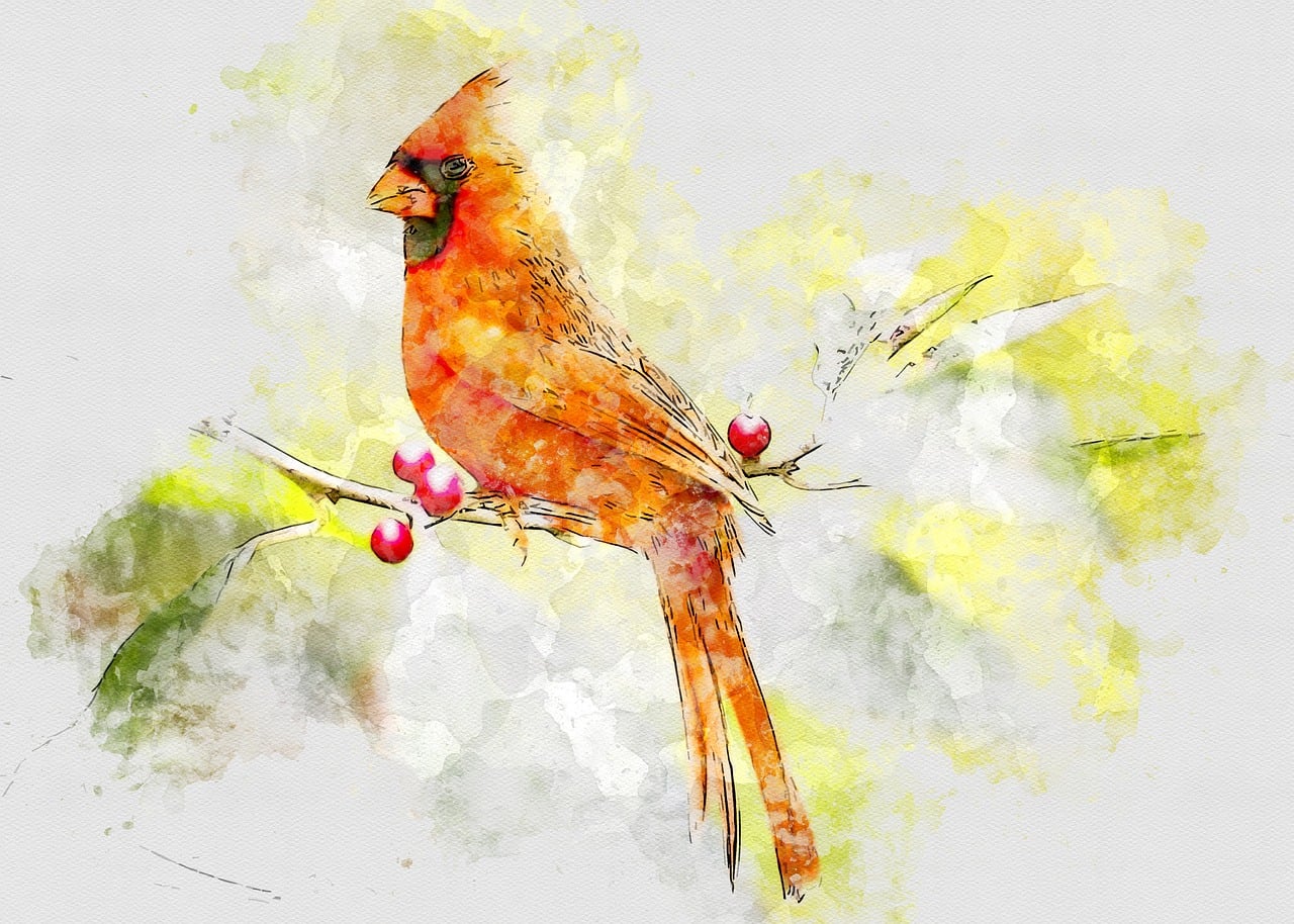 800+ Free Cardinal & Nature Images - Pixabay
