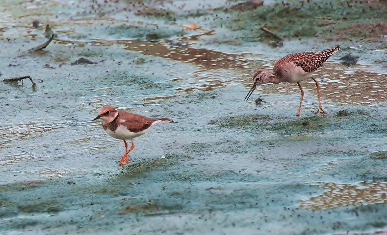 200+ Free Sandpiper & Bird Images - Pixabay