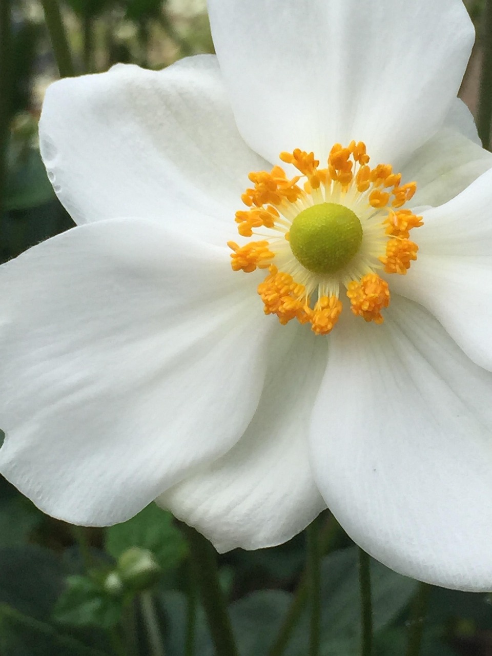 White Blue Flower Anemone