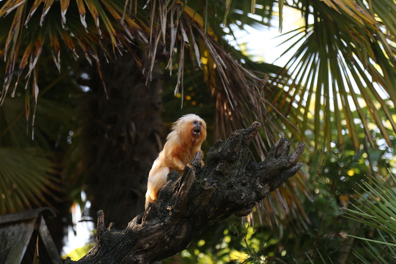 Ape Zoo Small - Free photo on Pixabay - Pixabay