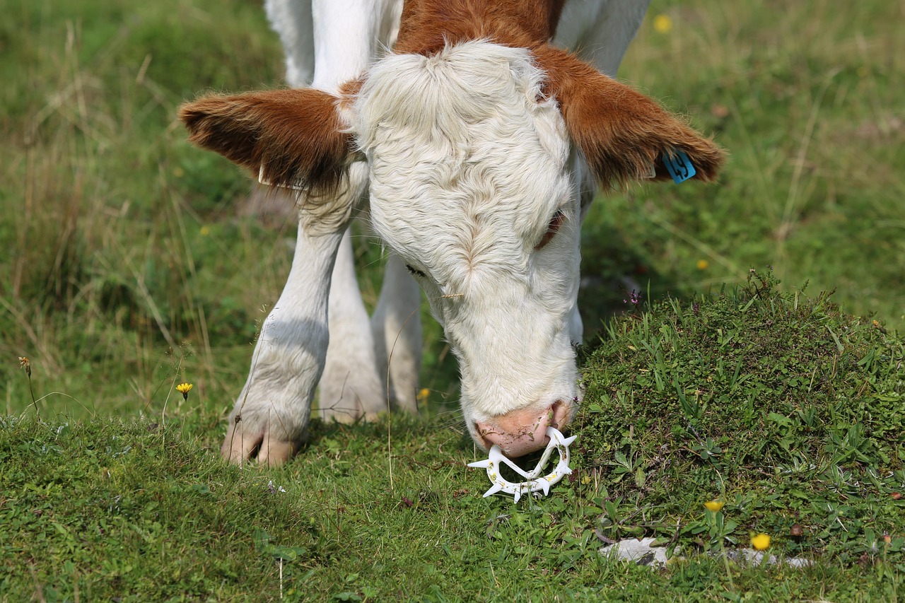 Vache Du Boeuf Lait De - Photo gratuite sur Pixabay - Pixabay