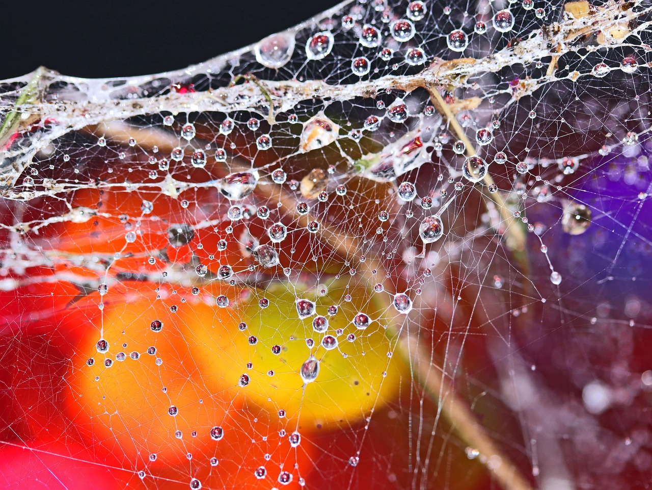 Spinnweben Wassertropfen Brechung - Kostenloses Foto auf Pixabay - Pixabay