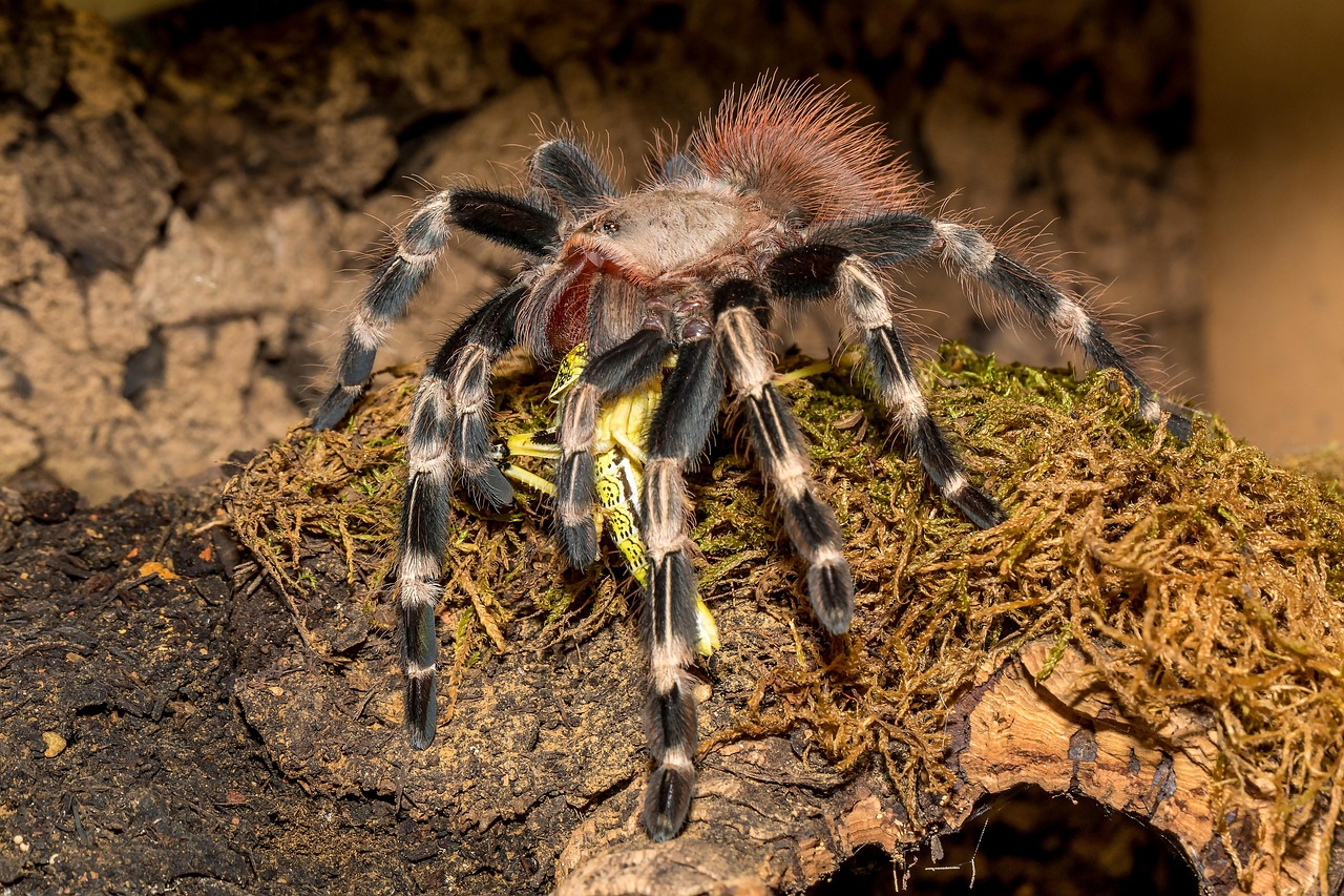 Tarantula Nhandu Domestic Animal - Free photo on Pixabay