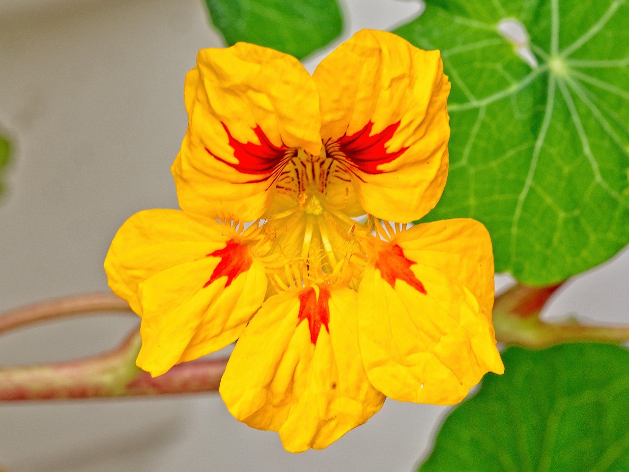 Plus de 300 images de Capucine et de Nature - Pixabay