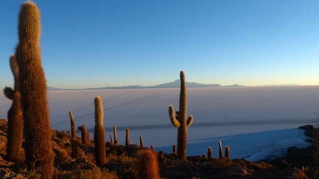 Bolivia Desert Cactus - Free photo on Pixabay - Pixabay