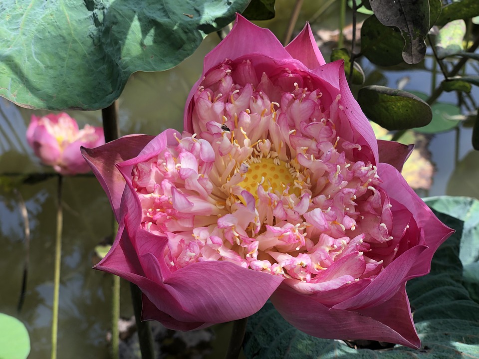 Lotus Rose Nature - Photo gratuite sur Pixabay - Pixabay