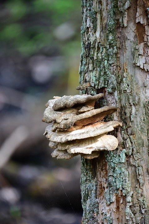 Tree Fungus Mushroom - Free photo on Pixabay