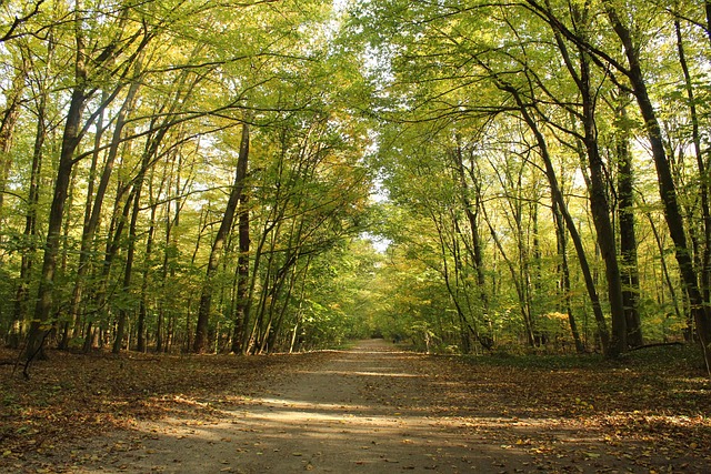 Park Trees Nature - Free photo on Pixabay - Pixabay