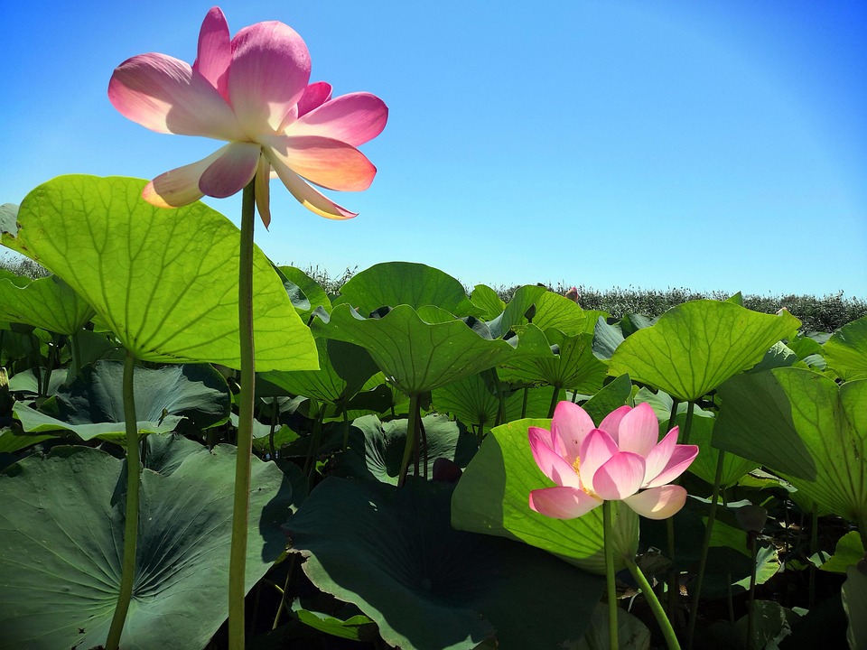 Lotus Valley Anapa - Kostenloses Foto auf Pixabay - Pixabay