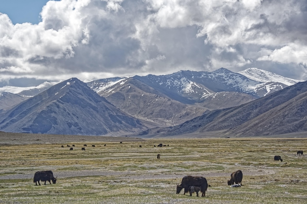 300,000+ Free Yak Animal & Yak Images - Pixabay