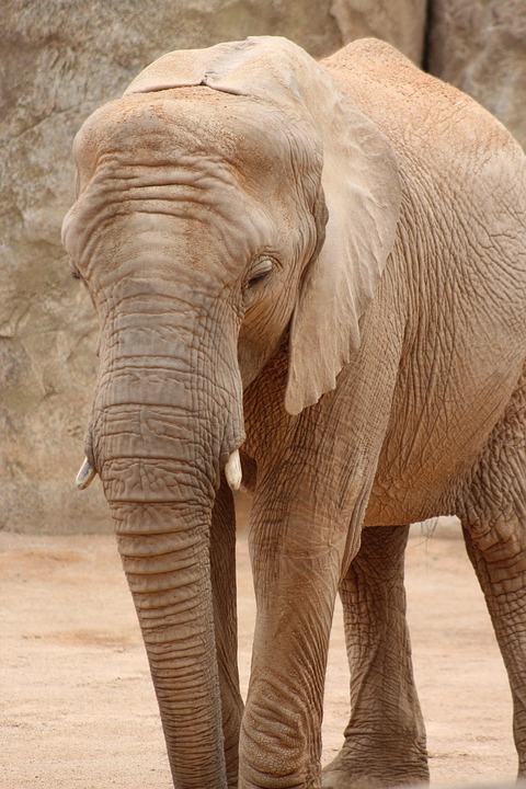 Pachyderms Elephant African - Free photo on Pixabay - Pixabay