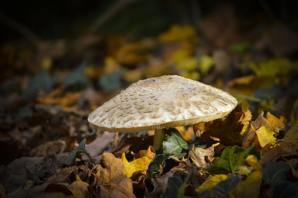 Mushroom Fall Forest - Free photo on Pixabay