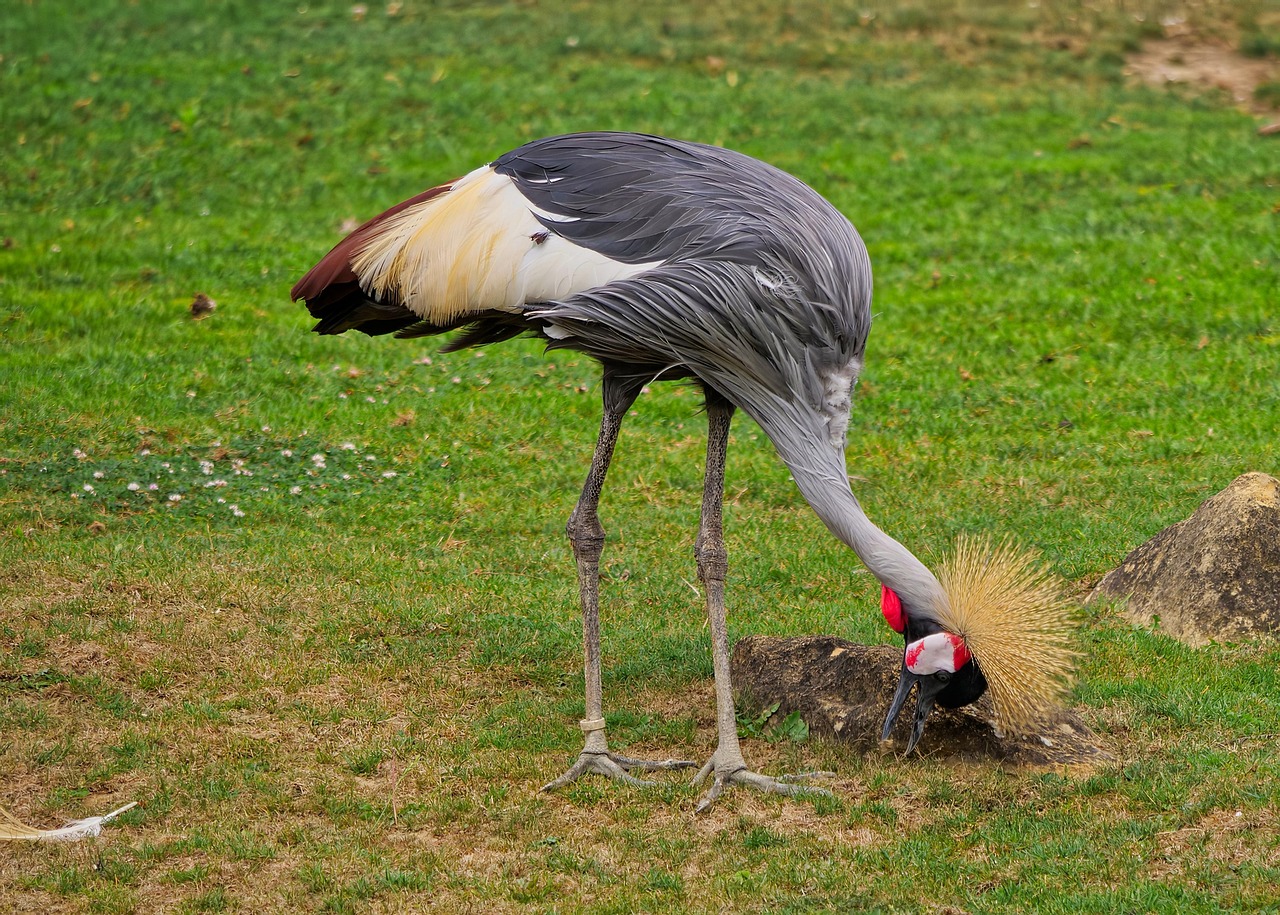 Crowned Crane Bird Zoo - Free photo on Pixabay