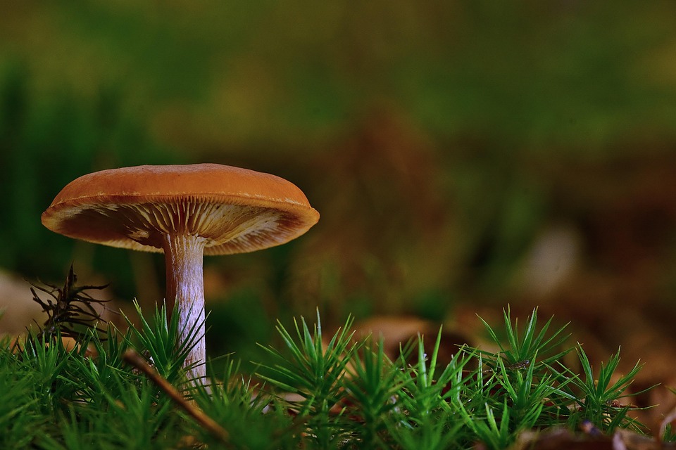 La Nature Champignon Forêt Écran - Photo gratuite sur Pixabay - Pixabay