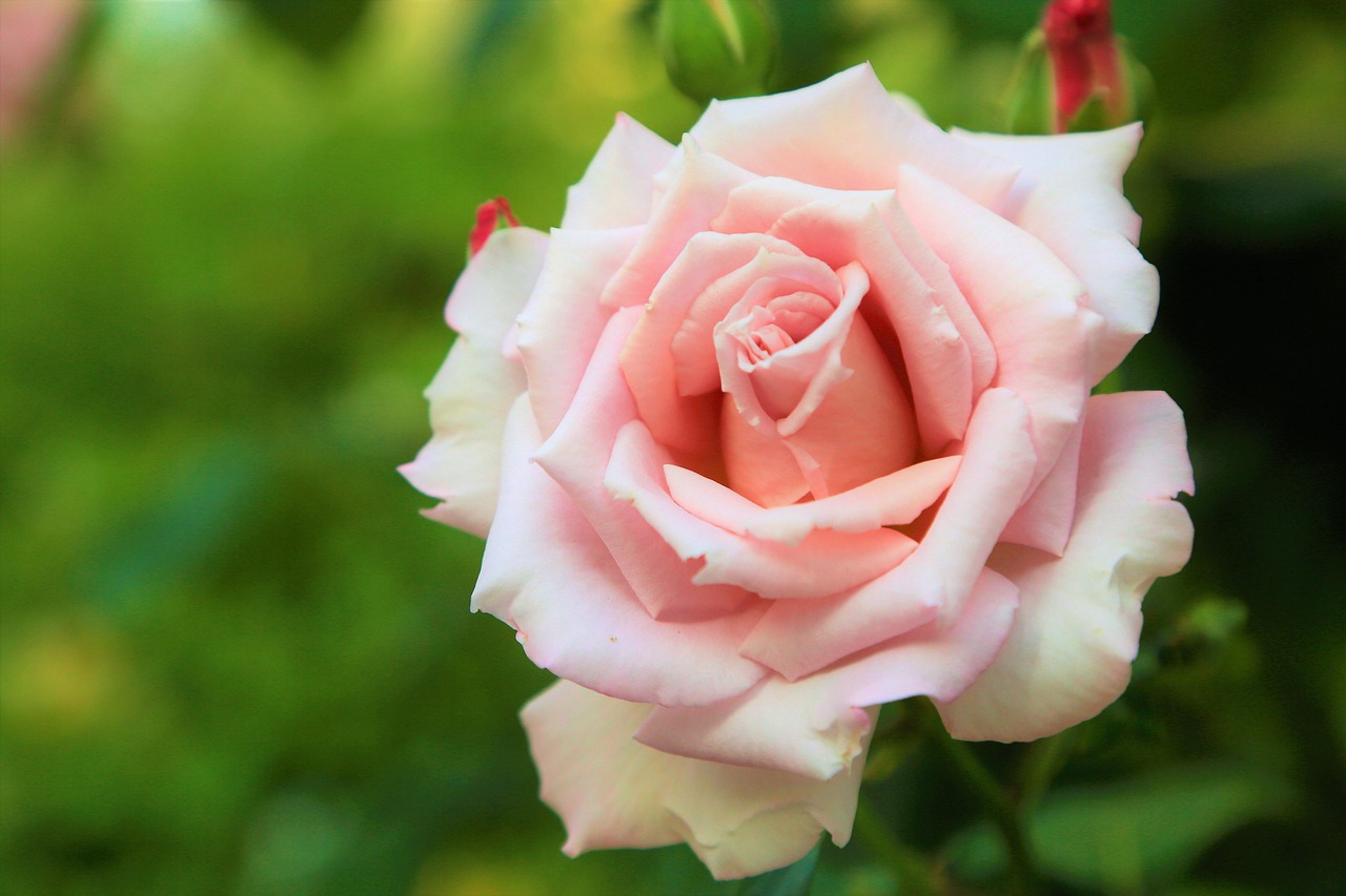 Rose Nature Spring - Free photo on Pixabay - Pixabay