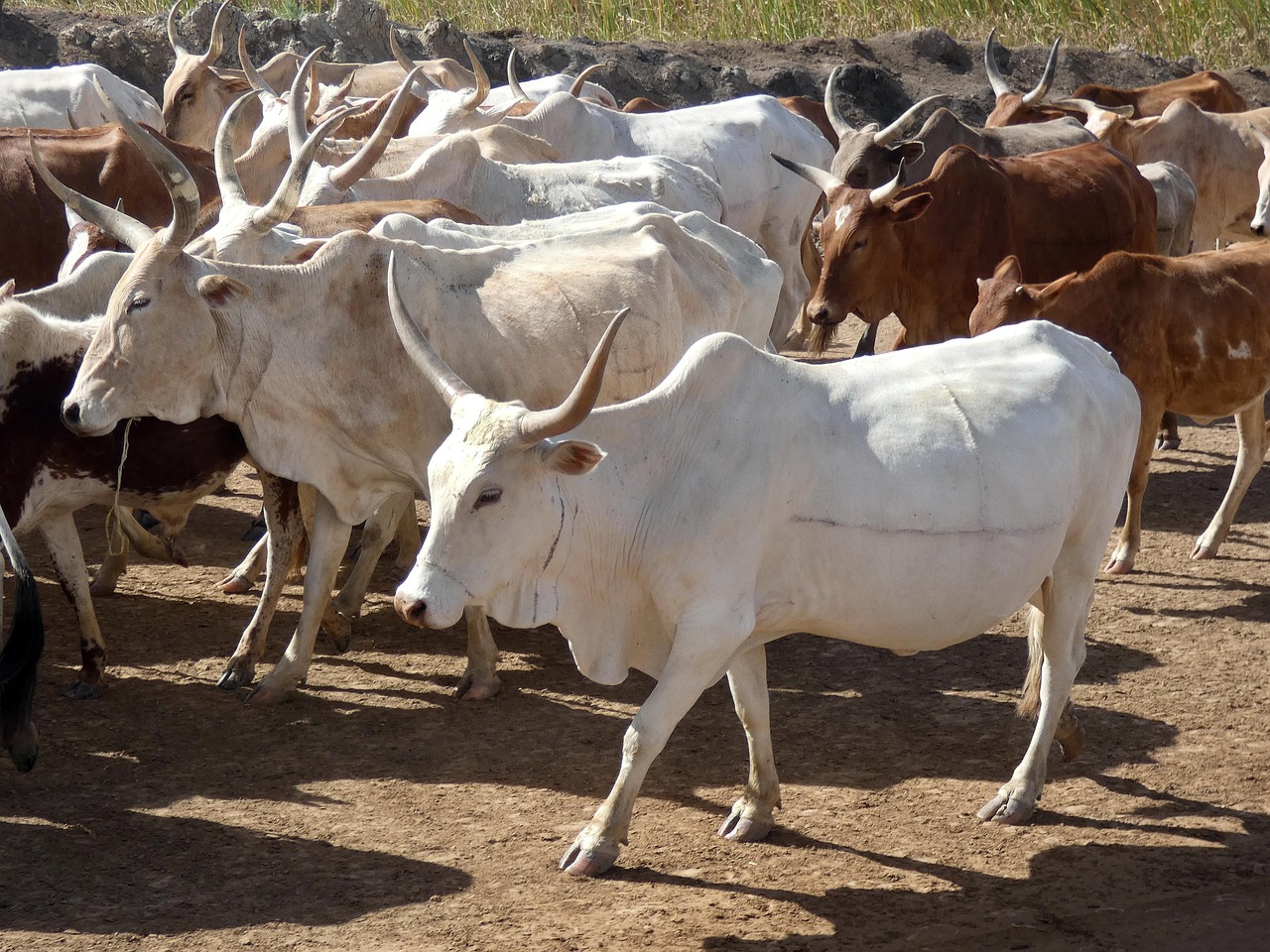 Sénégal Troupeau Boeufs - Photo gratuite sur Pixabay - Pixabay