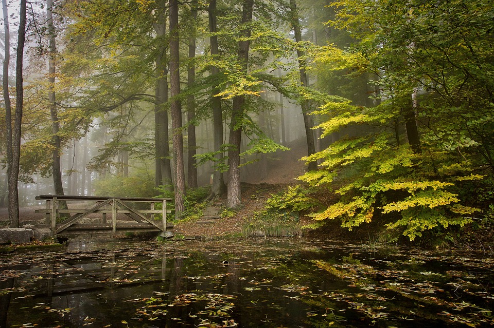 Autumn Forest Fall - Free photo on Pixabay
