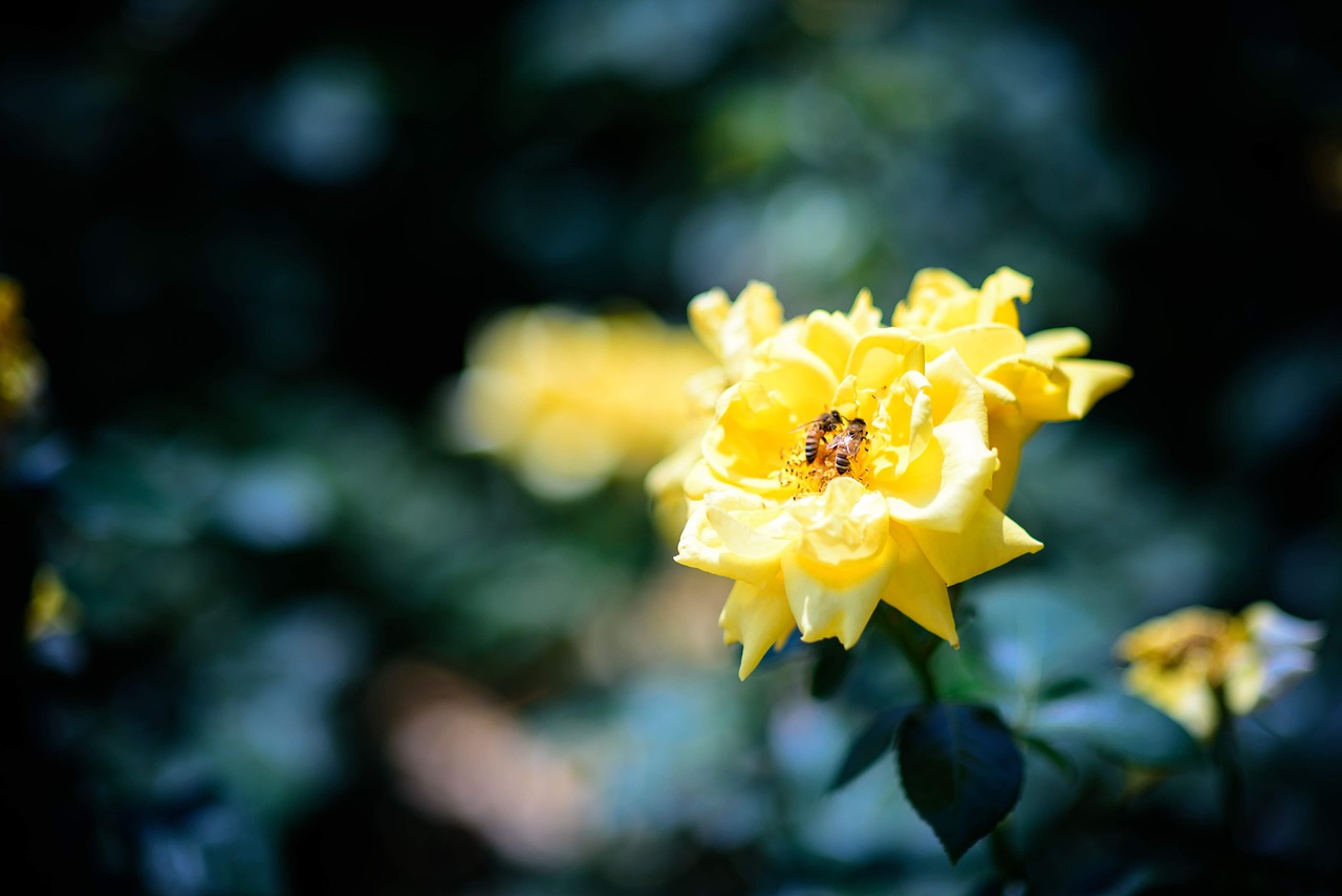 Flower Park Garden - Pixabay의 무료 사진 - Pixabay