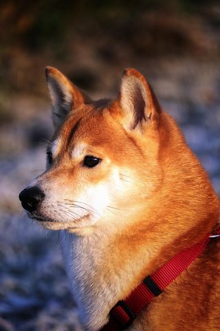 100+ Free Shiba & Shiba Inu Images