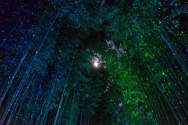 Bamboo Fantasy Moon - Free photo on Pixabay - Pixabay