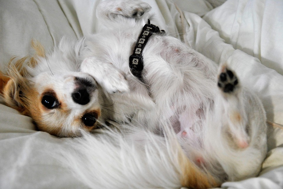 Dog Cute Look Loyal - Free photo on Pixabay - Pixabay