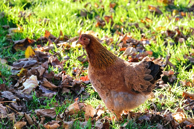 Poulet Oiseau La Volaille Cour De - Photo gratuite sur Pixabay - Pixabay
