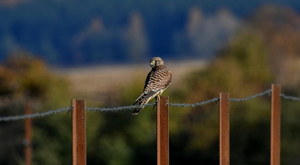 Valk Bird Of Prey Plumage - Free photo on Pixabay - Pixabay
