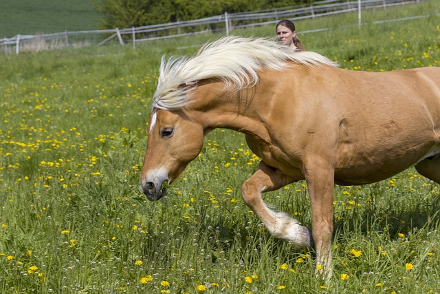 Pferd Haflinger Weide - Kostenloses Foto auf Pixabay