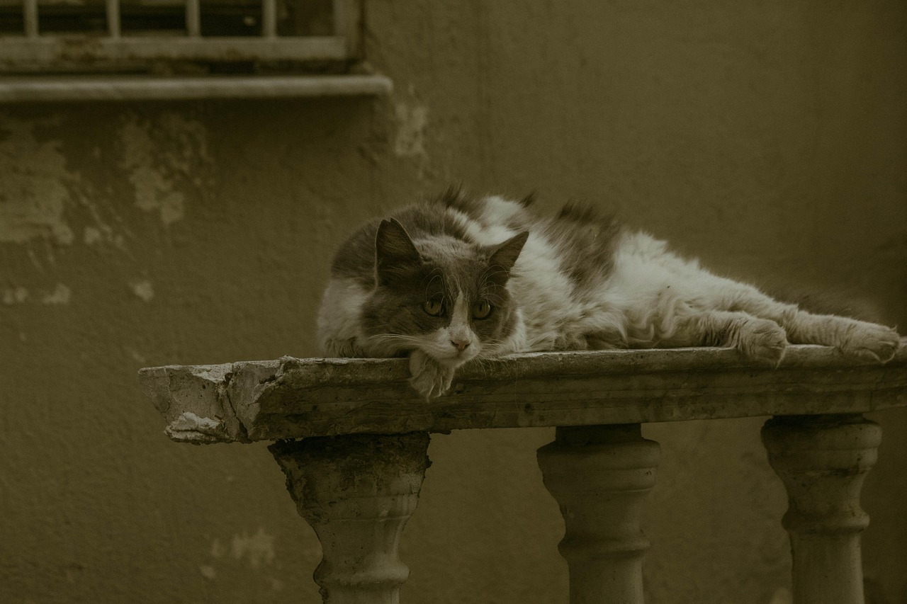 Kucing Street Satwa - Foto gratis di Pixabay - Pixabay