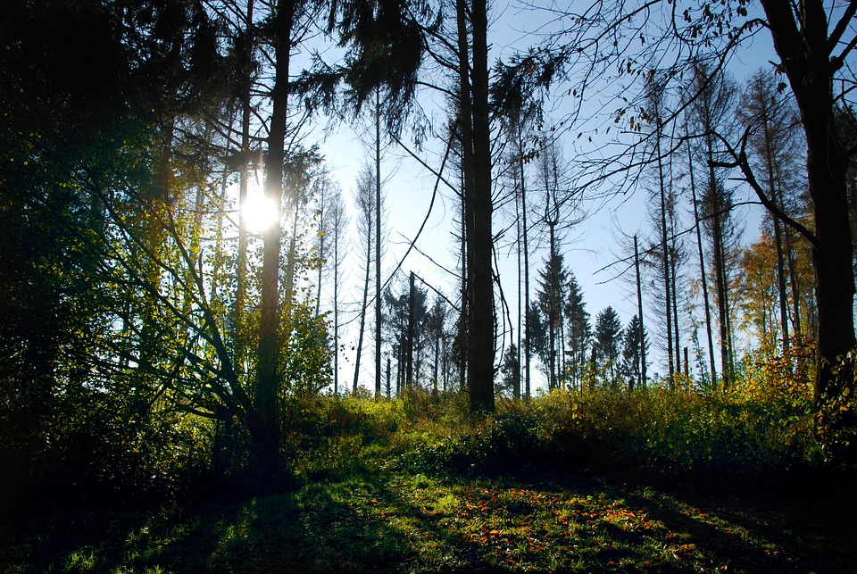 Herbst Wald Natur - Kostenloses Foto auf Pixabay