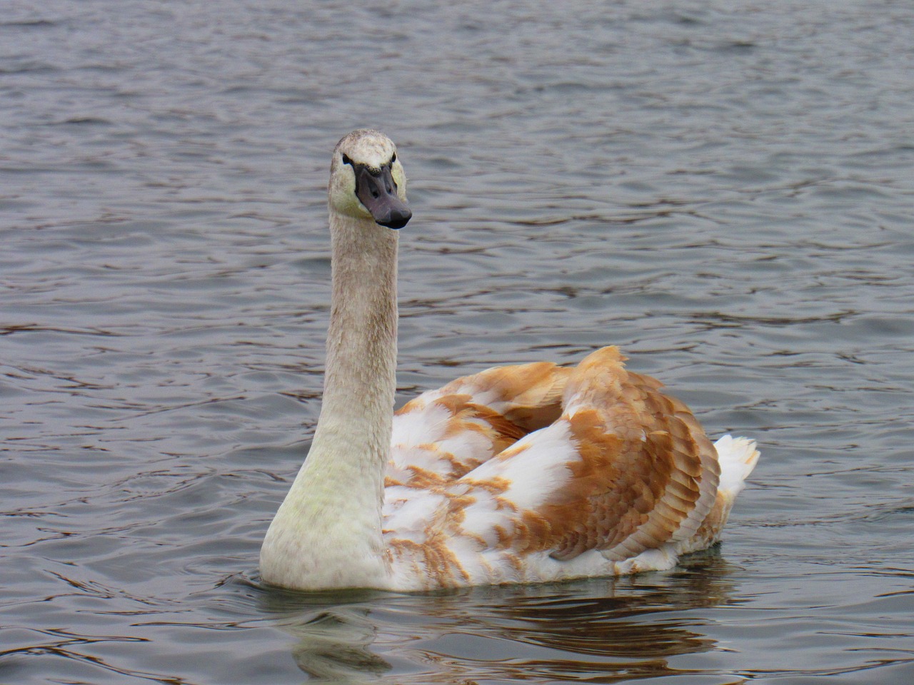 Swan Bird Lake To - Free photo on Pixabay - Pixabay