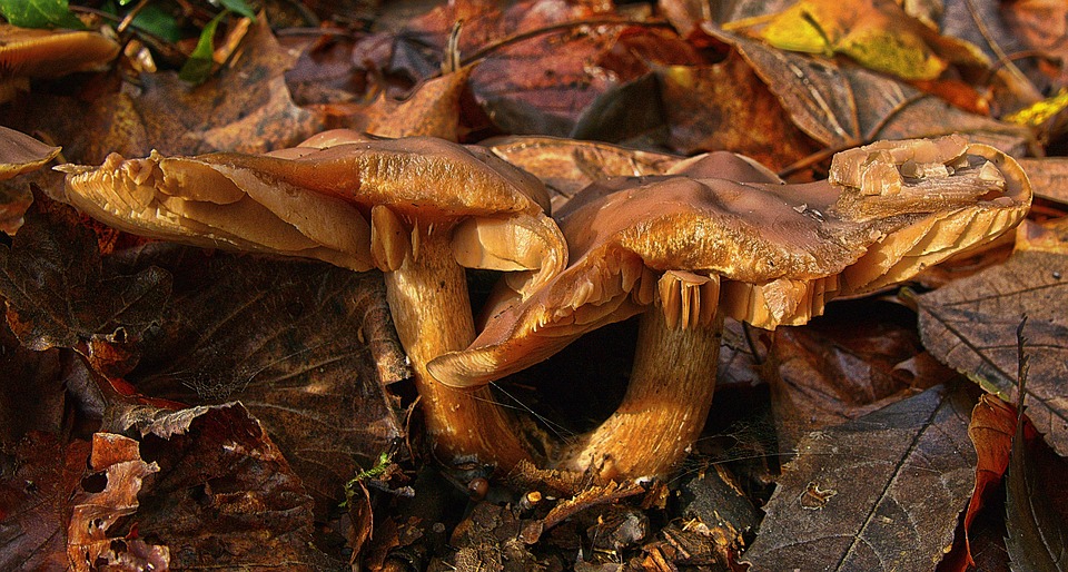 Mushrooms Disc Fungus Fruiting - Free photo on Pixabay