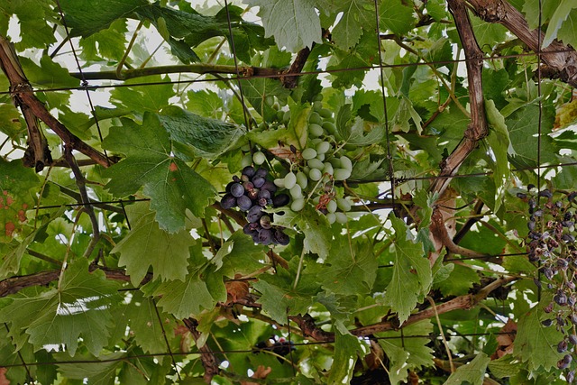 Grapes Georgia Wine - Free photo on Pixabay