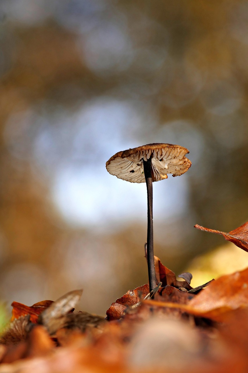 Champignon Forêt La Nature - Photo gratuite sur Pixabay - Pixabay