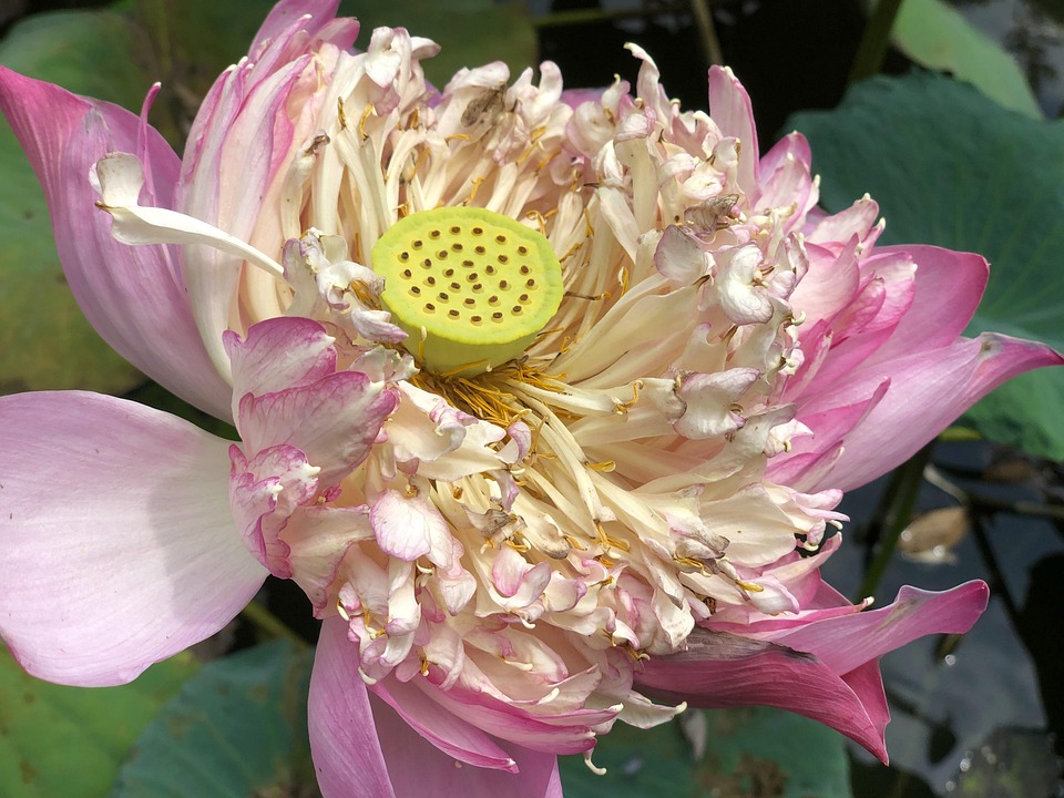 Lotus Rose Nature - Photo gratuite sur Pixabay - Pixabay