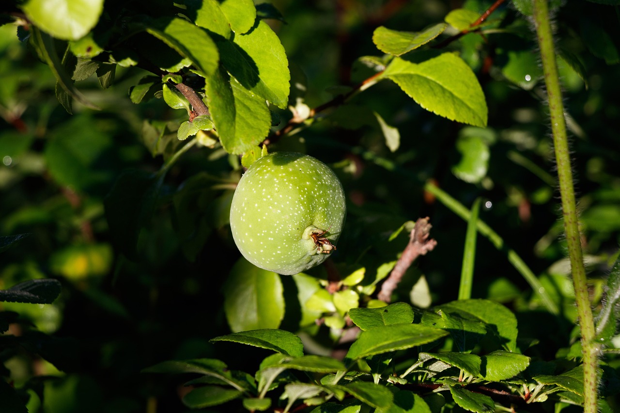 Membrillo Hojas Fruta - Foto gratis en Pixabay - Pixabay