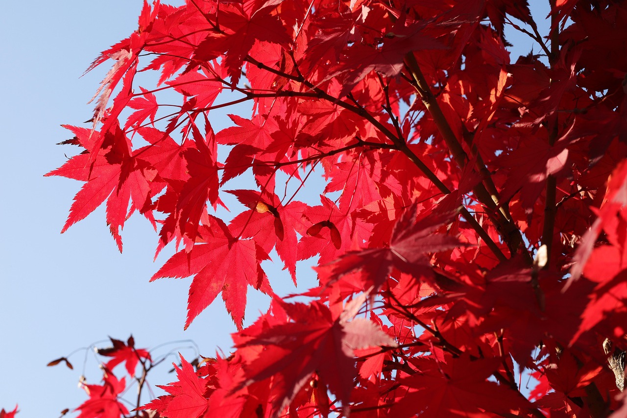 秋天的树叶 秋季 叶子 Pixabay上的免费照片 Pixabay