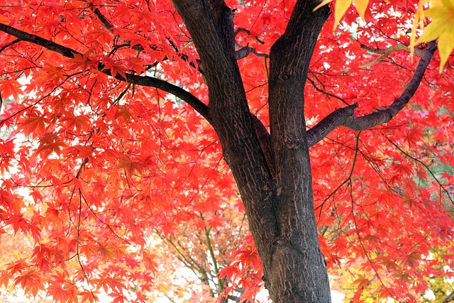 Feuilles D'Automne Automne Feuille - Photo gratuite sur Pixabay - Pixabay
