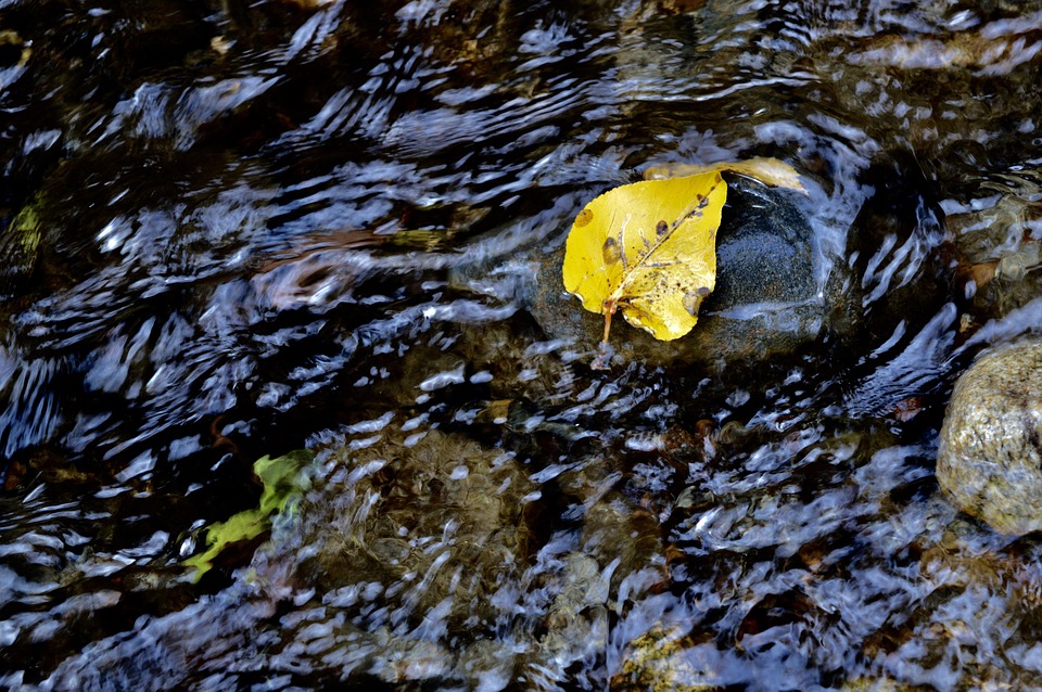 Water Leaf Nature - Free photo on Pixabay
