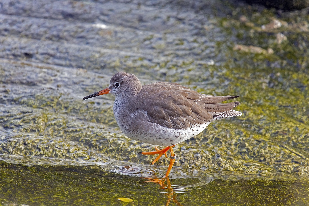 50+ Free Tringa & Bird Images - Pixabay