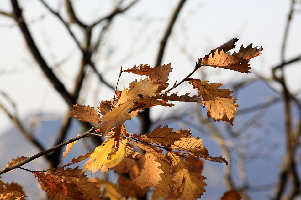 Hösten Höstlöv Natur - Gratis foto på Pixabay