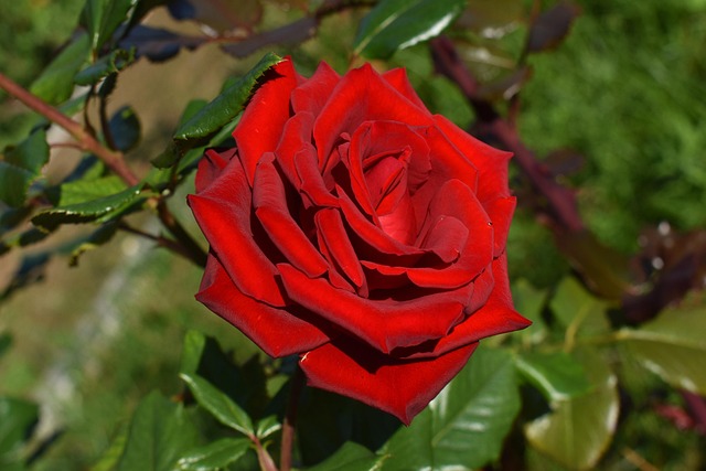 Rose Flower Red - Free photo on Pixabay
