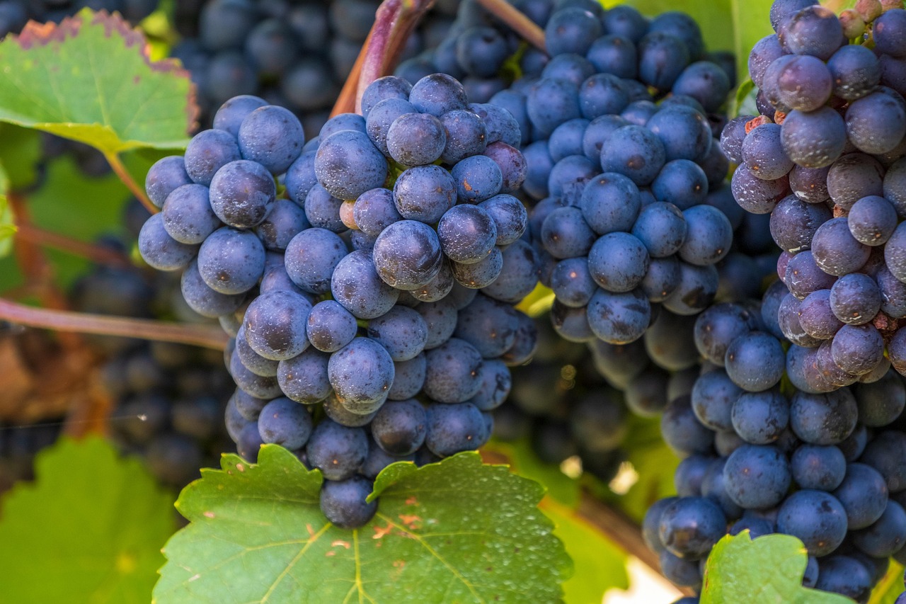 Grapes Blue Fruit - Free photo on Pixabay
