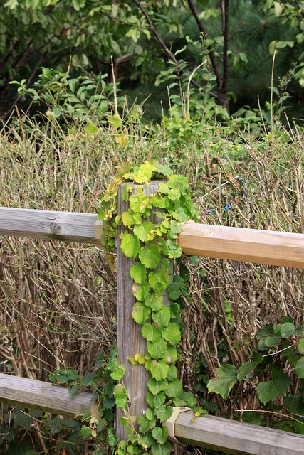 Ivy Vine Leaf - Free photo on Pixabay - Pixabay