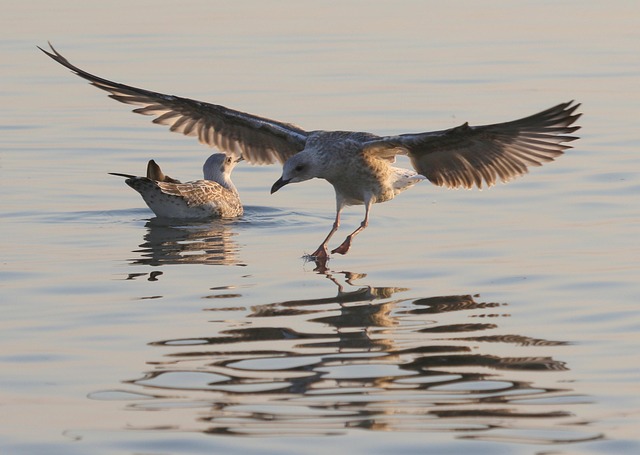 Gull Diving Prey - Free photo on Pixabay - Pixabay