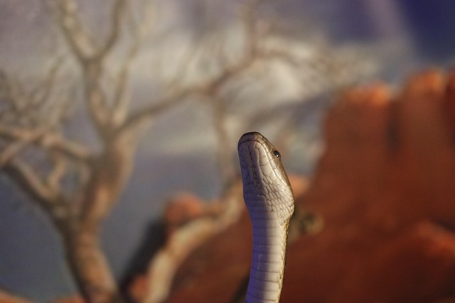Schlange Giftig Reptil Die - Kostenloses Foto auf Pixabay - Pixabay