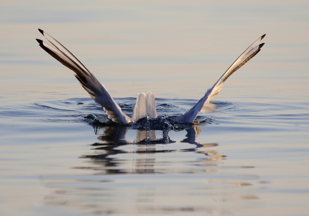Gull Diving Prey - Free photo on Pixabay