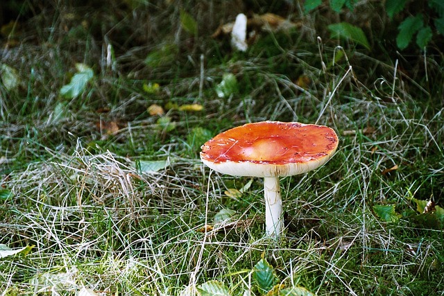 Toadstool Fungi Mushroom - Free photo on Pixabay