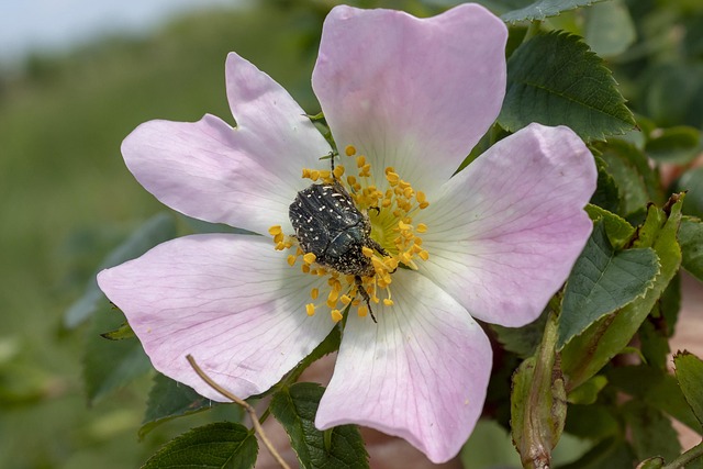 Wildflower Brian Rose - Free photo on Pixabay - Pixabay